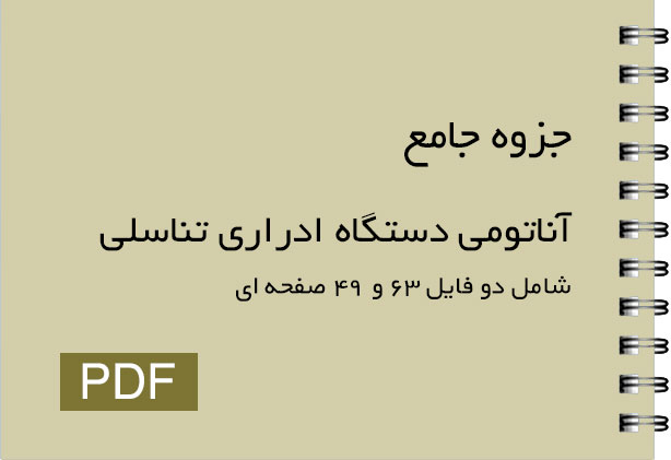 دانلود جزوه آناتومی دستگاه ادراری تناسلی منابع علوم پایه مردان و